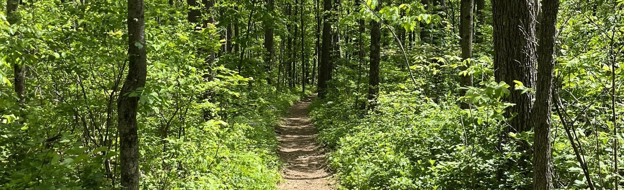 Appalachian, Dickey Ridge, and Springhouse Trail Loop, Virginia - 169 ...