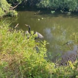 Crew Bird Rookery Swamp, Florida - 464 Reviews, Map | AllTrails