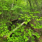 Limberlost Trail, Virginia - 750 Reviews, Map | AllTrails