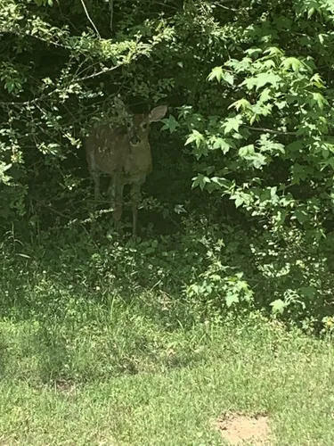 Best Hikes and Trails in Laurel Springs Regional Park | AllTrails