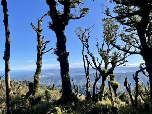 2023 Best Camping Trails in Remutaka Forest Park | AllTrails