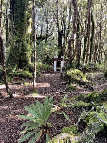 2023 Best Camping Trails in Remutaka Forest Park | AllTrails