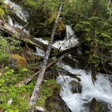 Dosewallips River Road Trail, Washington - 503 Reviews, Map | AllTrails