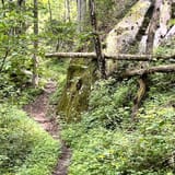 Coleman River Trail, Georgia - 138 Reviews, Map | AllTrails