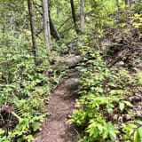 Coleman River Trail, Georgia - 138 Reviews, Map | AllTrails