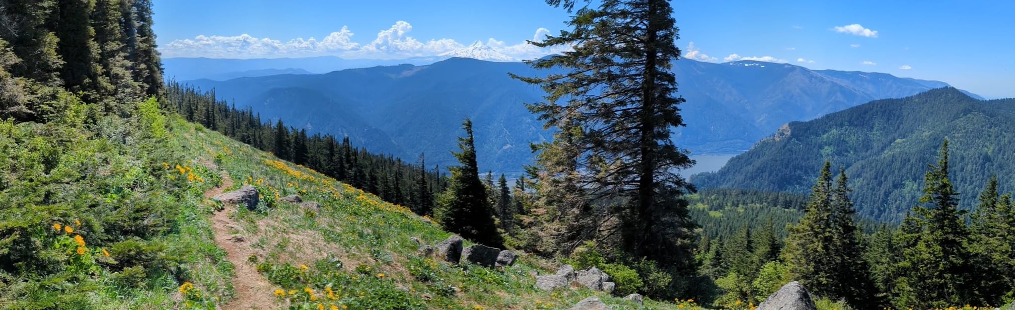 Cook Hill Loop, Washington - 390 Reviews, Map | AllTrails