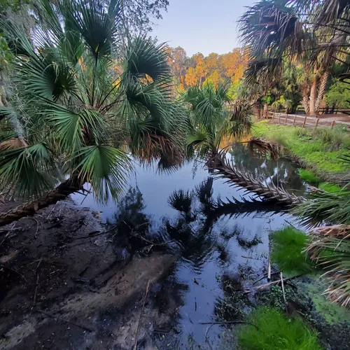 Best Hikes and Trails in Gemini Springs Park | AllTrails