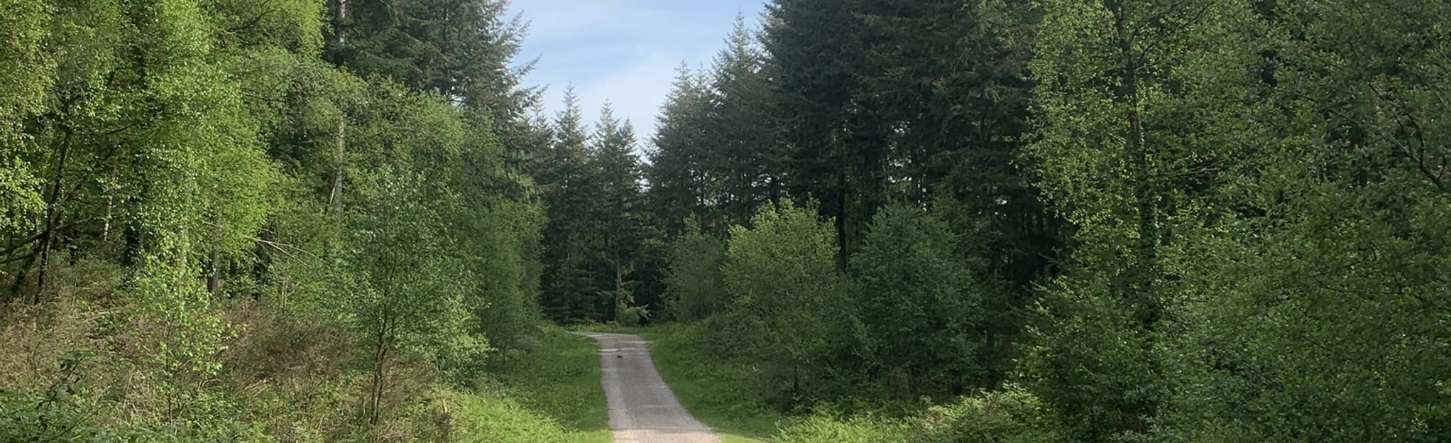 Puddletown Forest via Black Bottom, Dorset, England - 13 Reviews, Map ...