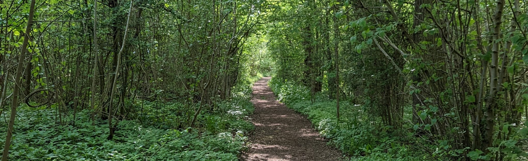 Bradfield Woods Black Route, Suffolk, England - 3 Reviews, Map | AllTrails