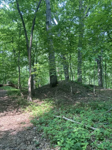 Best Hikes and Trails in Howard Virgin Timber Park | AllTrails