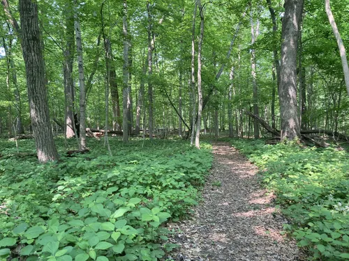 Best Hikes and Trails in Howard Virgin Timber Park | AllTrails