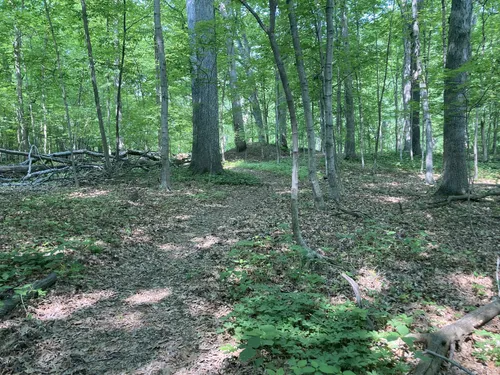 Best Hikes and Trails in Howard Virgin Timber Park | AllTrails