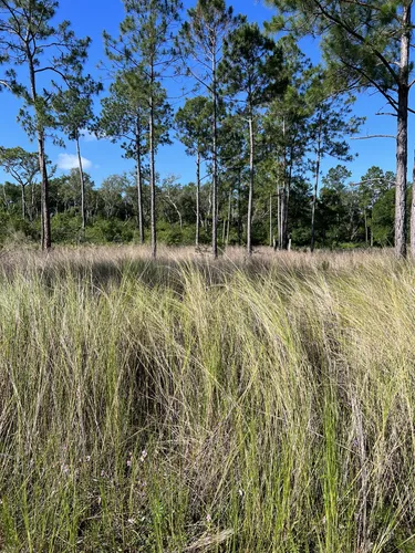 Best Hikes and Trails in Cypress Lakes Preserve | AllTrails