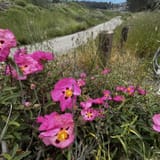 Albany Bulb, California - 357 Reviews, Map | AllTrails