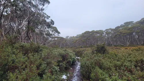 10 Best Hikes and Trails in Baw Baw National Park | AllTrails