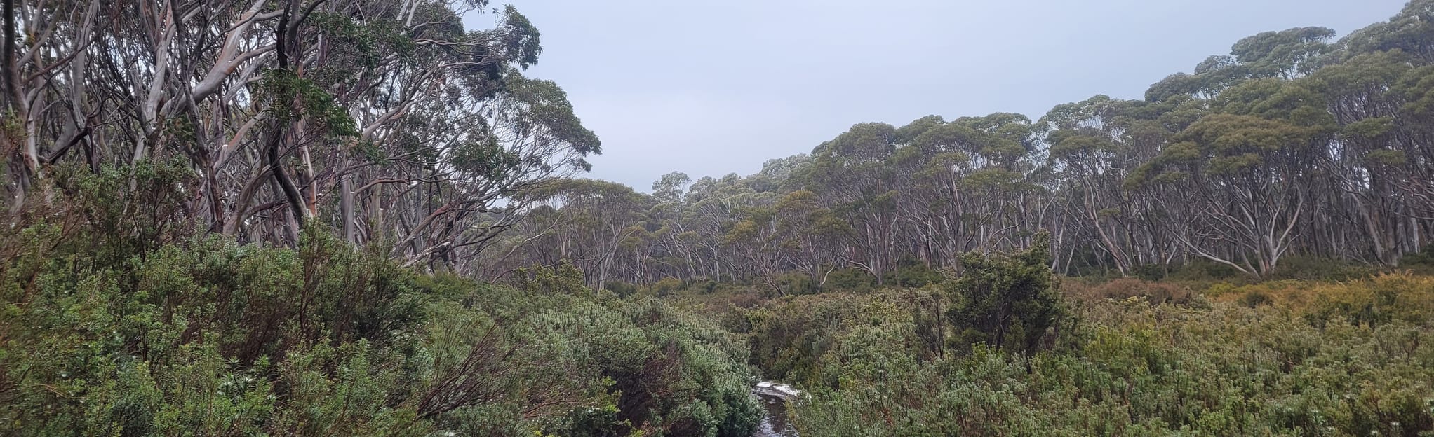 Mount Saint Gwinear and Mount Erica via Australian Alps Walking Track ...