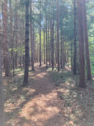 Best Hikes and Trails in Lockwood Forest | AllTrails
