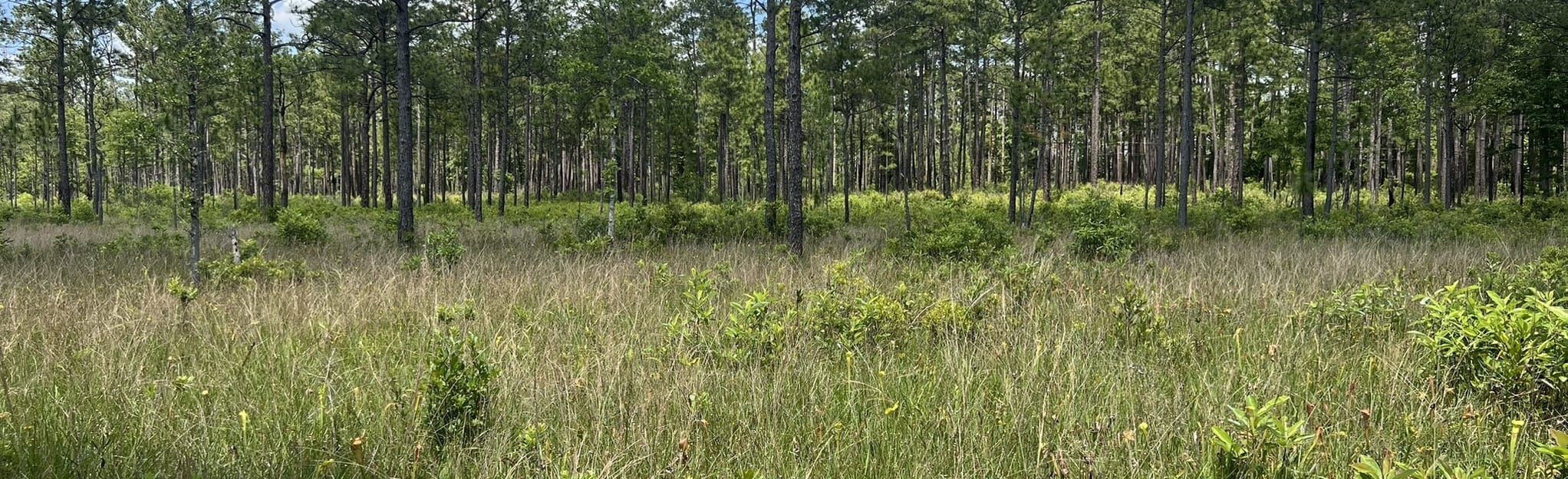 Pitcher Plant Trail: 186 Reviews, Map - Texas | AllTrails