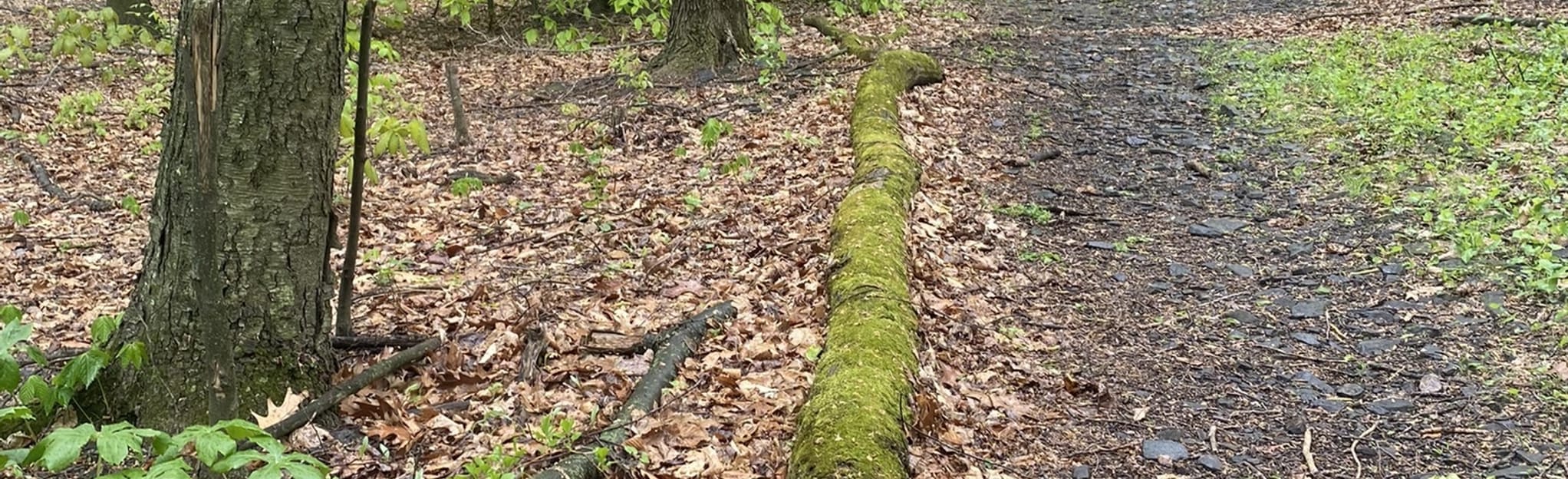 Lambs Gap Loop, Pennsylvania - 37 Reviews, Map | AllTrails