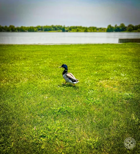 Best Hikes and Trails in Springfield Lake Park | AllTrails