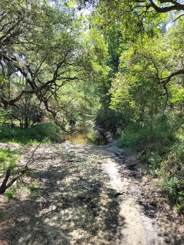 2023 Best Walking Trails in Lower Green Swamp Nature Preserve | AllTrails