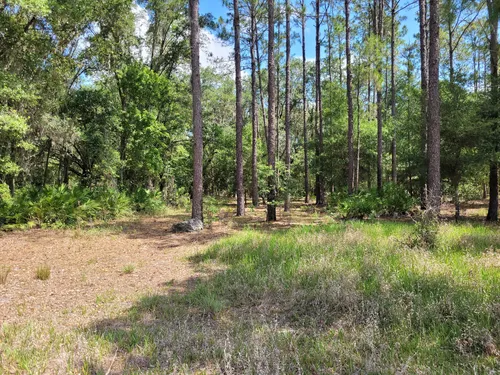 2023 Best Walking Trails in Lower Green Swamp Nature Preserve | AllTrails