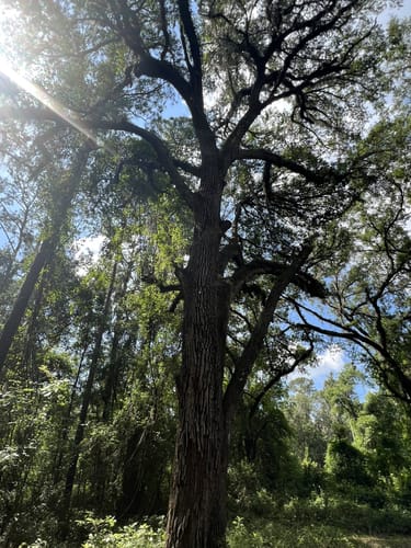 Best Hikes and Trails in Gum Root Park | AllTrails