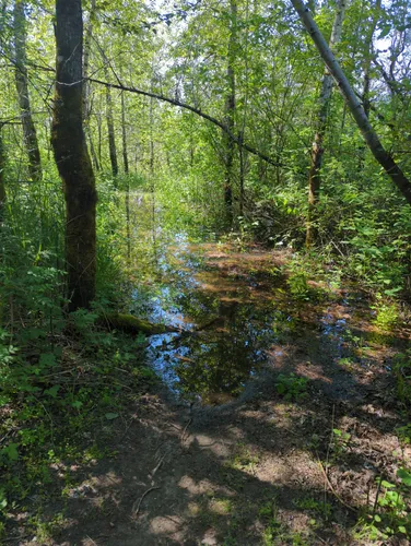 Best Hikes and Trails in Rooster Rock State Park | AllTrails