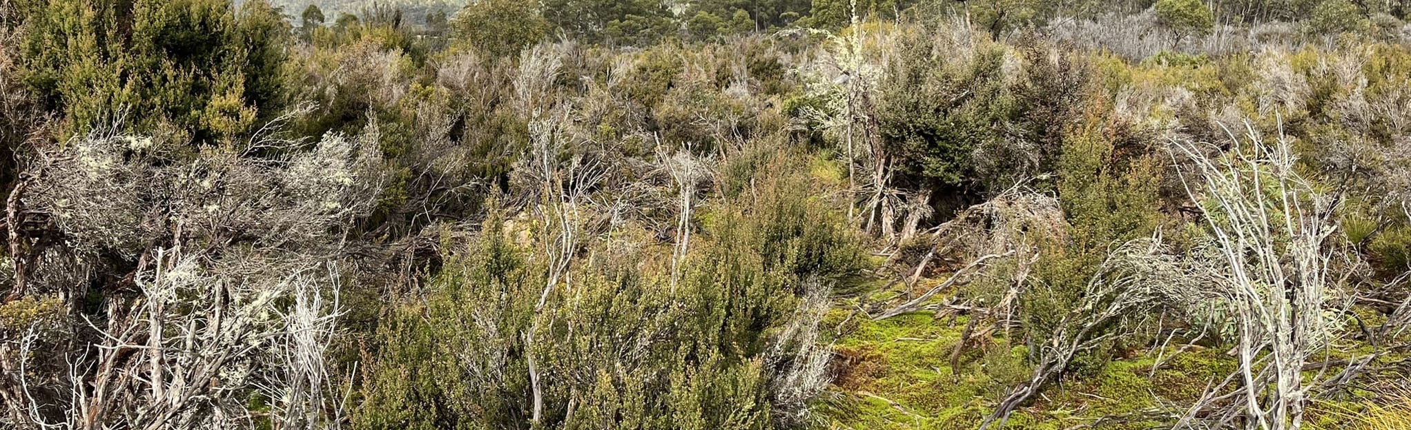 Mount Gould Plateau Track, Tasmania, Australia - 3 Reviews, Map | AllTrails