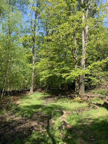 Best Hikes and Trails in Ashdown Forest | AllTrails