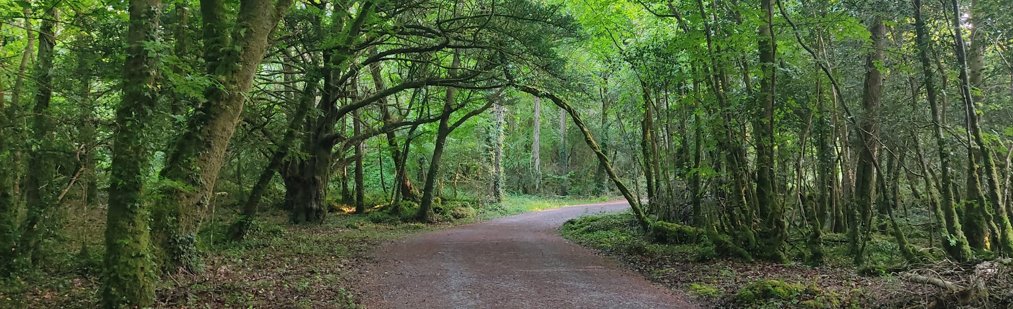 Coole Park Nature Reserve, County Galway, Ireland - 102 Reviews, Map ...