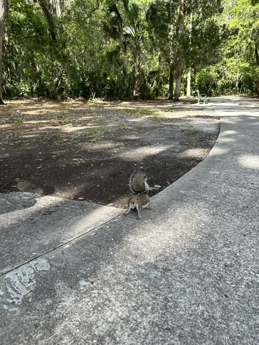 Best Hikes and Trails in Gemini Springs Park | AllTrails