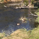 Geyser Hill Loop Trail and Observation Point, Montana - 324 Reviews ...