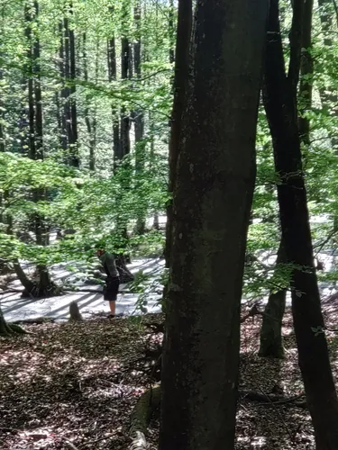 2023 Best Forest Trails in Skurup | AllTrails