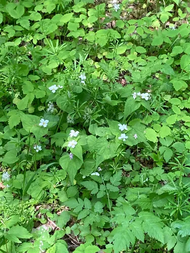 Best Hikes and Trails in Vergennes Watershed | AllTrails Best Hikes and Trails in Vergennes Watershed | AllTrails