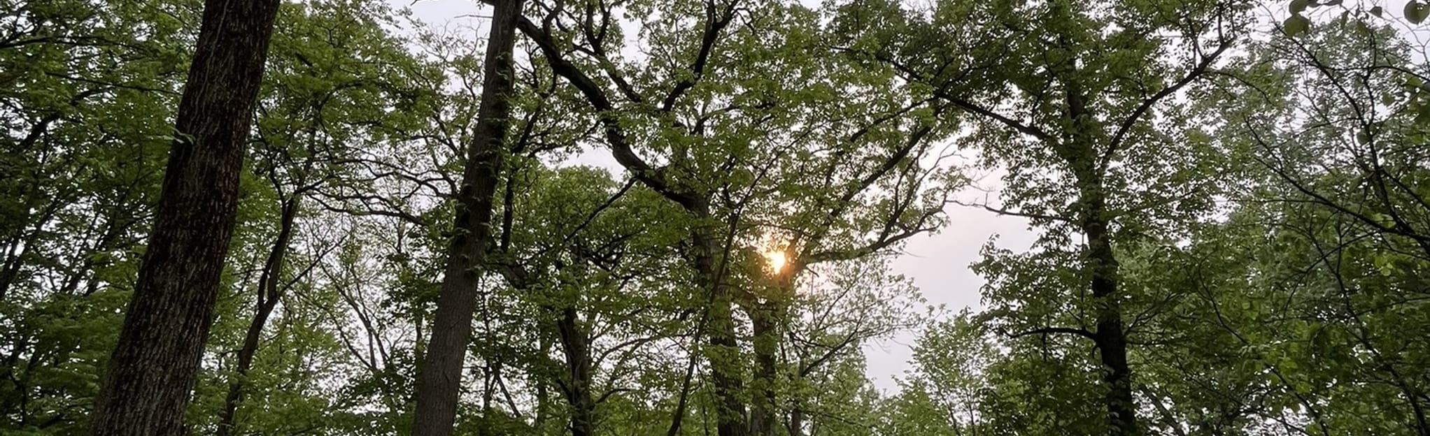 Tinley Creek Brown Trail Loop, Illinois - 46 Reviews, Map | AllTrails