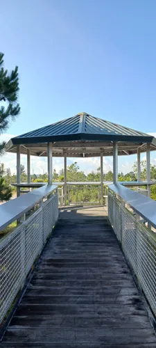 Best Hikes and Trails in Miramar Pineland Natural Area | AllTrails