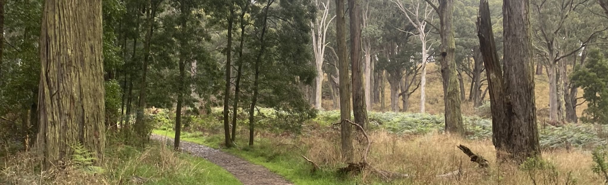 Mount Buninyong Zig Zag Trail, Victoria, Australia - 46 Reviews, Map ...