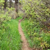 Spruce Canyon Trail, Colorado - 280 Reviews, Map | AllTrails