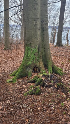 2023 Best River Trails in Padborg | AllTrails