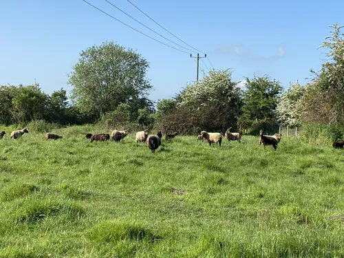 Best Hikes and Trails in Shepreth L-moor Nature Reserve Loop | AllTrails