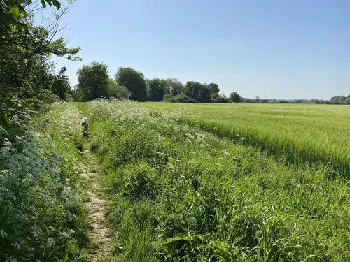 Best Hikes and Trails in Shepreth L-moor Nature Reserve Loop | AllTrails