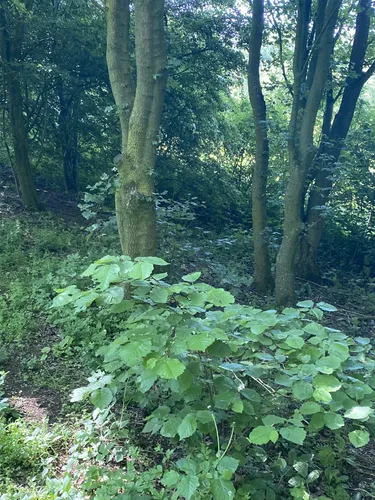 Beste wandelingen en routes in Wigg Island Community Park | AllTrails