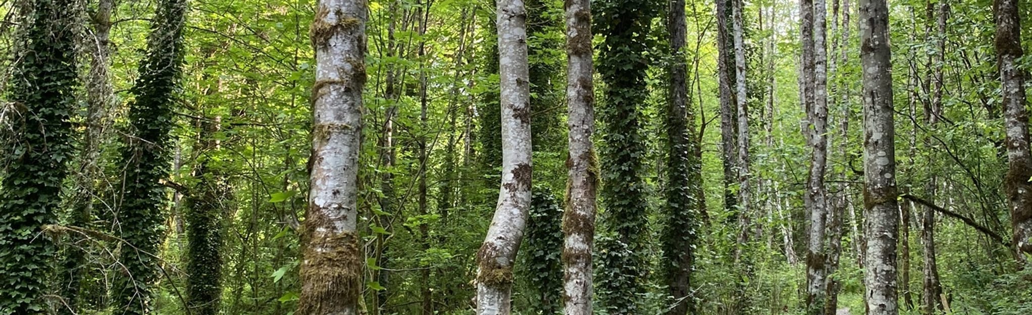 Big Tree Ridge Trail: Short Version, Washington - 134 Reviews, Map ...