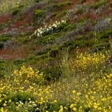 Kehoe Beach Trail, California - 337 Reviews, Map | AllTrails