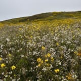 Kehoe Beach Trail, California - 337 Reviews, Map | AllTrails