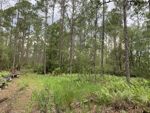 Best Hikes and Trails in Longleaf Pine Preserve | AllTrails