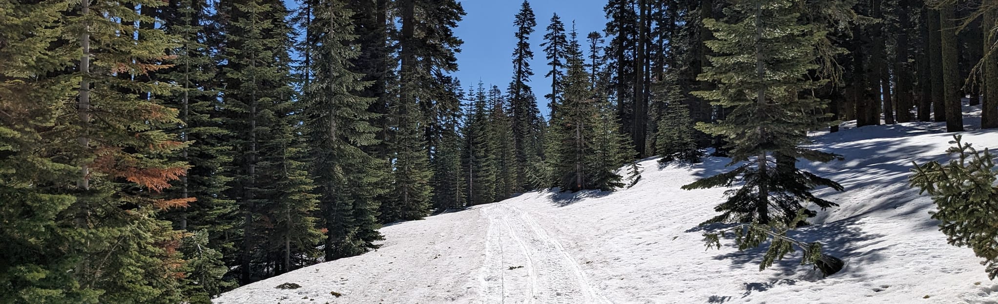 Yuba Pass South Winter Route, California - 8 Reviews, Map | AllTrails