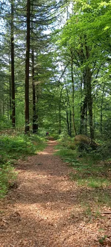 Best Lake Trails in Forêt domaniale de Saint-Sever | AllTrails