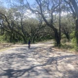 Coastal Anclote Trail, Florida - 239 Reviews, Map | AllTrails